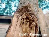 Tree Termites Formosan Termites Austin Texas Deep Root Tree and Shrub ...