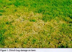 Chinch Bugs In St. Augustine Lawns Real Green Pest and Lawn Austin, TX