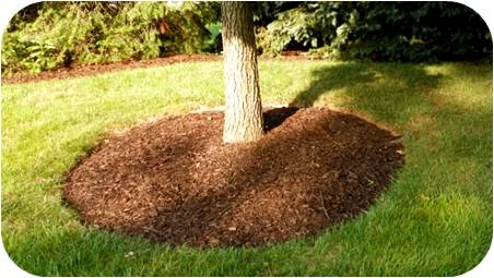 How to Mulch | Real Green Pest and Lawn | Austin, TX